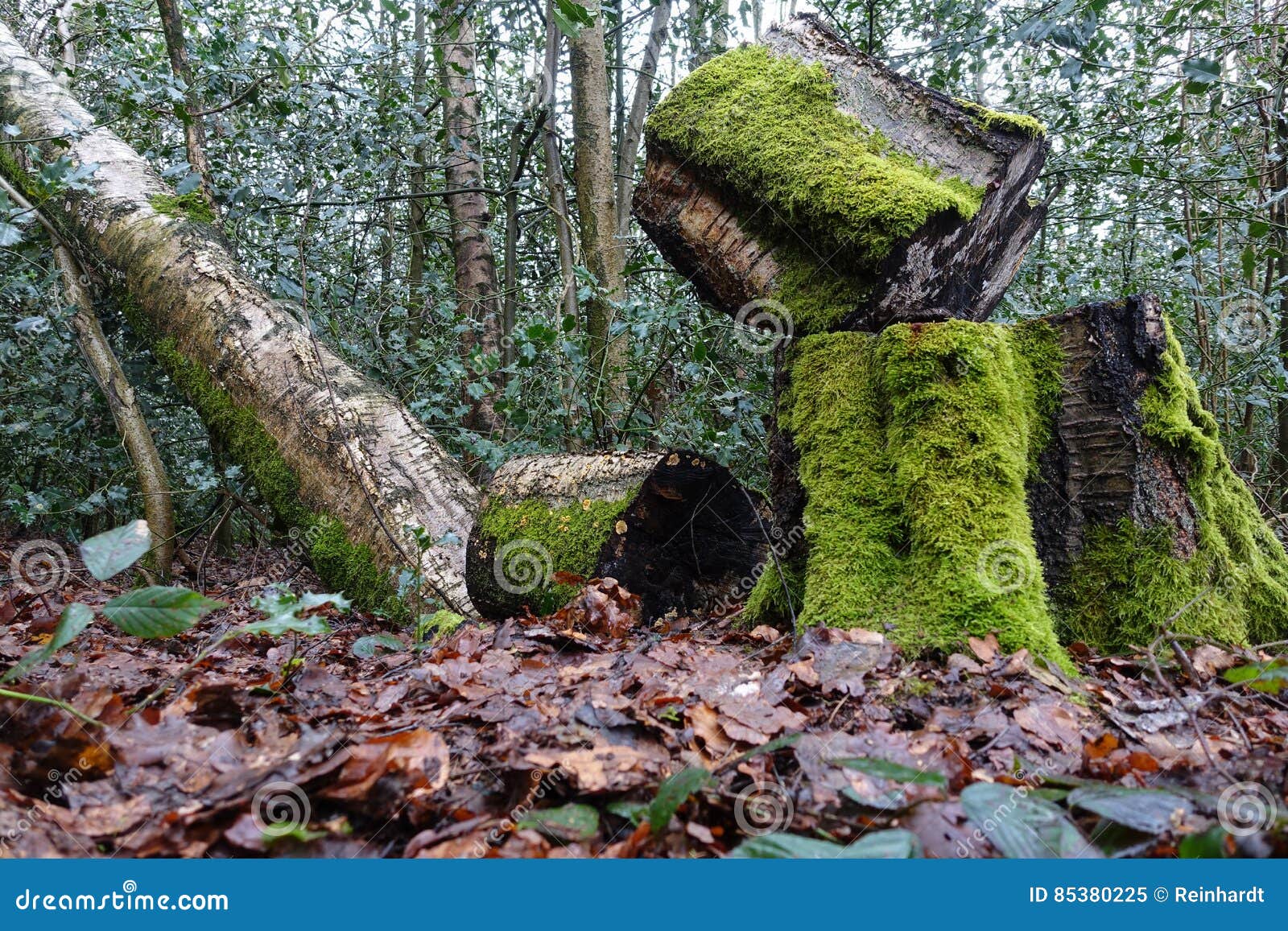 Felled birch tree stock image. Image of green, mossgrown - 85380225