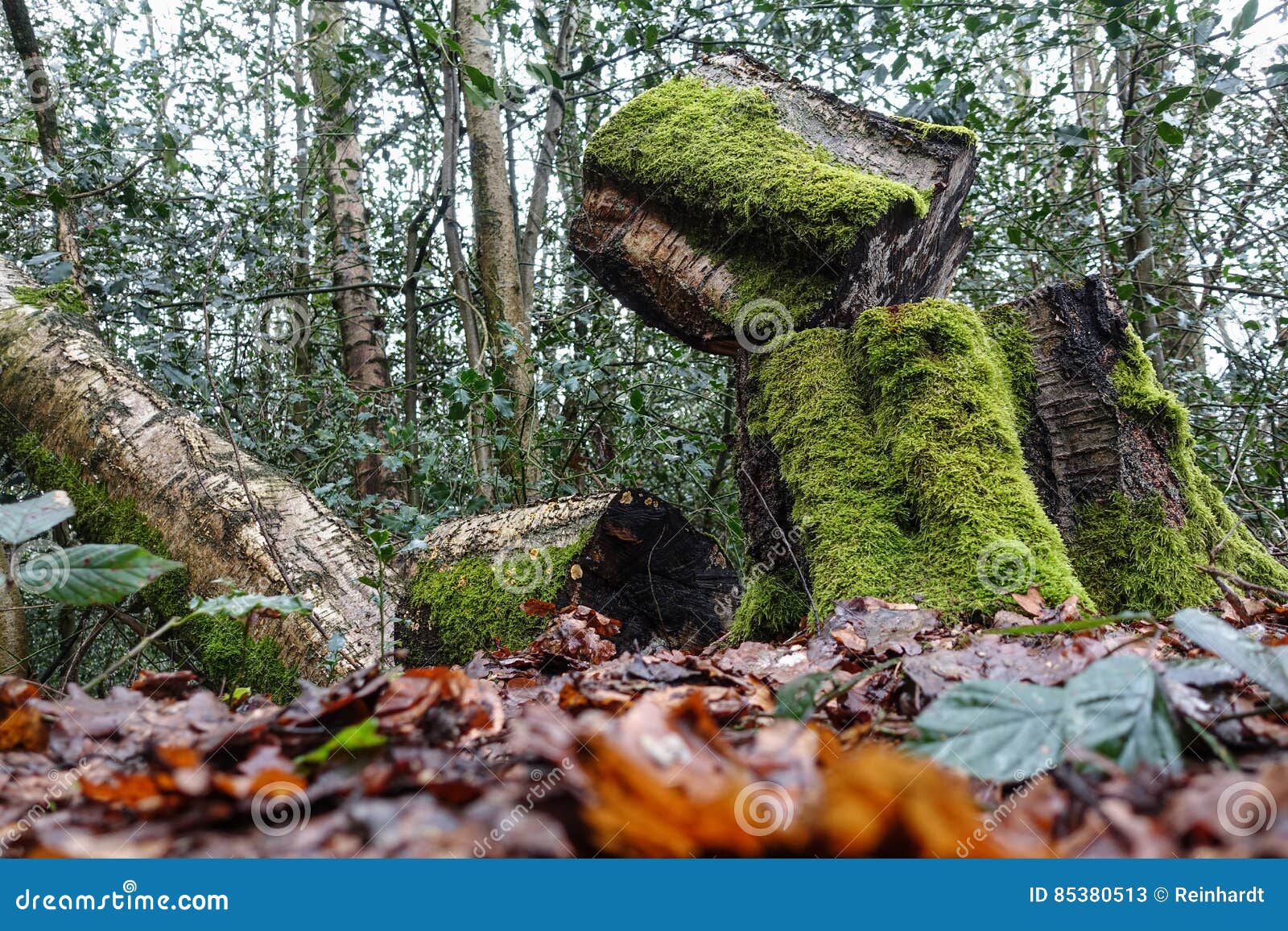 Felled birch tree stock image. Image of foliage, decay - 85380513