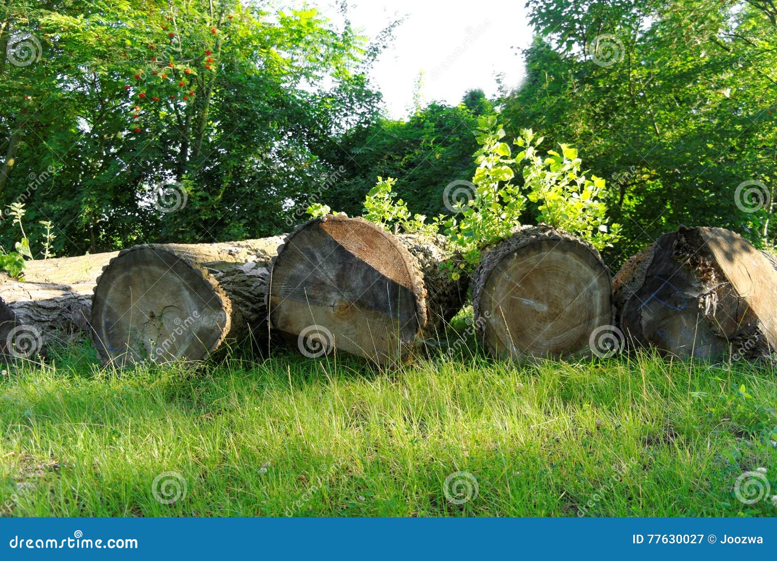 Felled boles in a forest stock image. Image of tree, deforestation ...