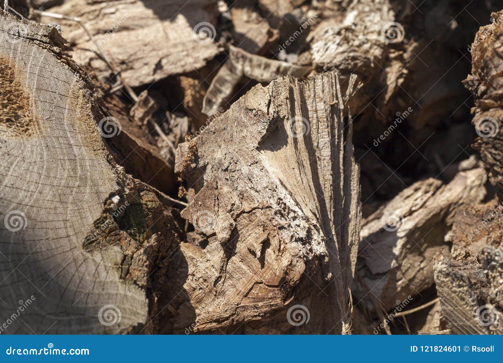 Destroyed tree stock image. Image of dead, branch, broken - 121824601