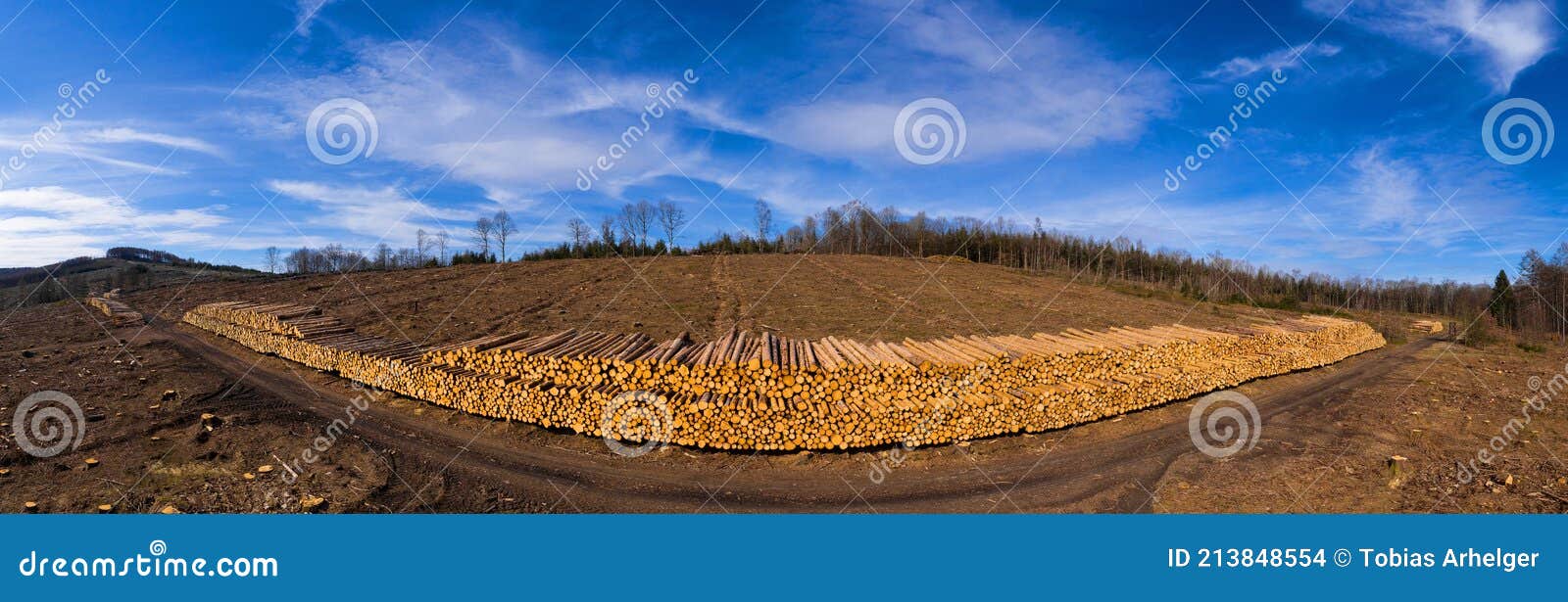 Felled Forest with Tree Trunk Stacking Panorama Stock Photo - Image of ...