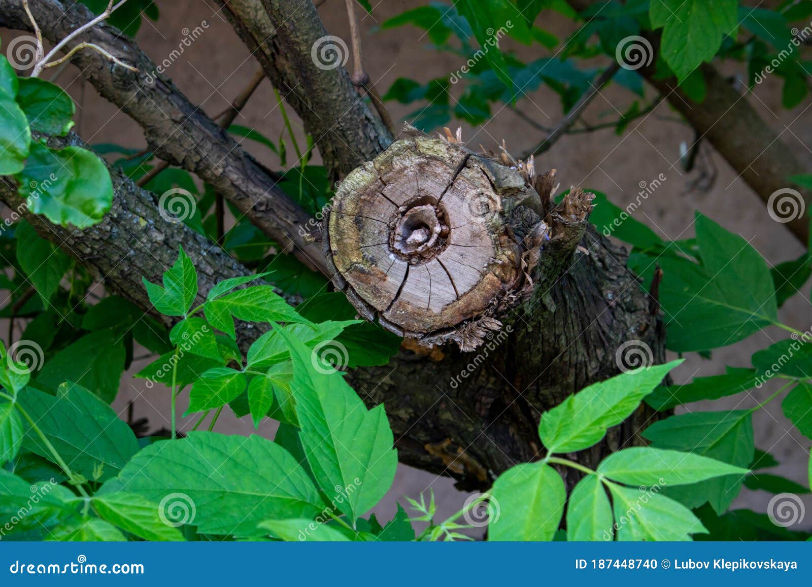 Felled Knotted Branch of a Tree with Green Leaves, in the Park Stock ...