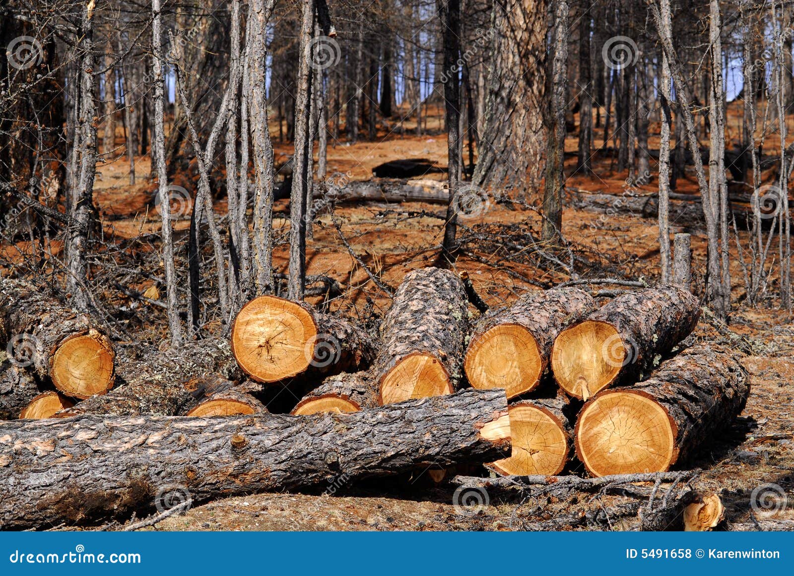 Felled logs stock photo. Image of chop, wood, logging - 5491658