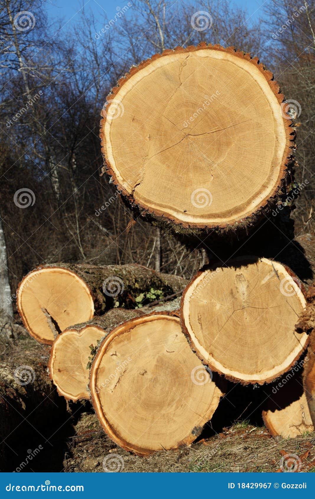 Felled Oak Trees for Timber Stock Image - Image of hewn, forestry: 18429967