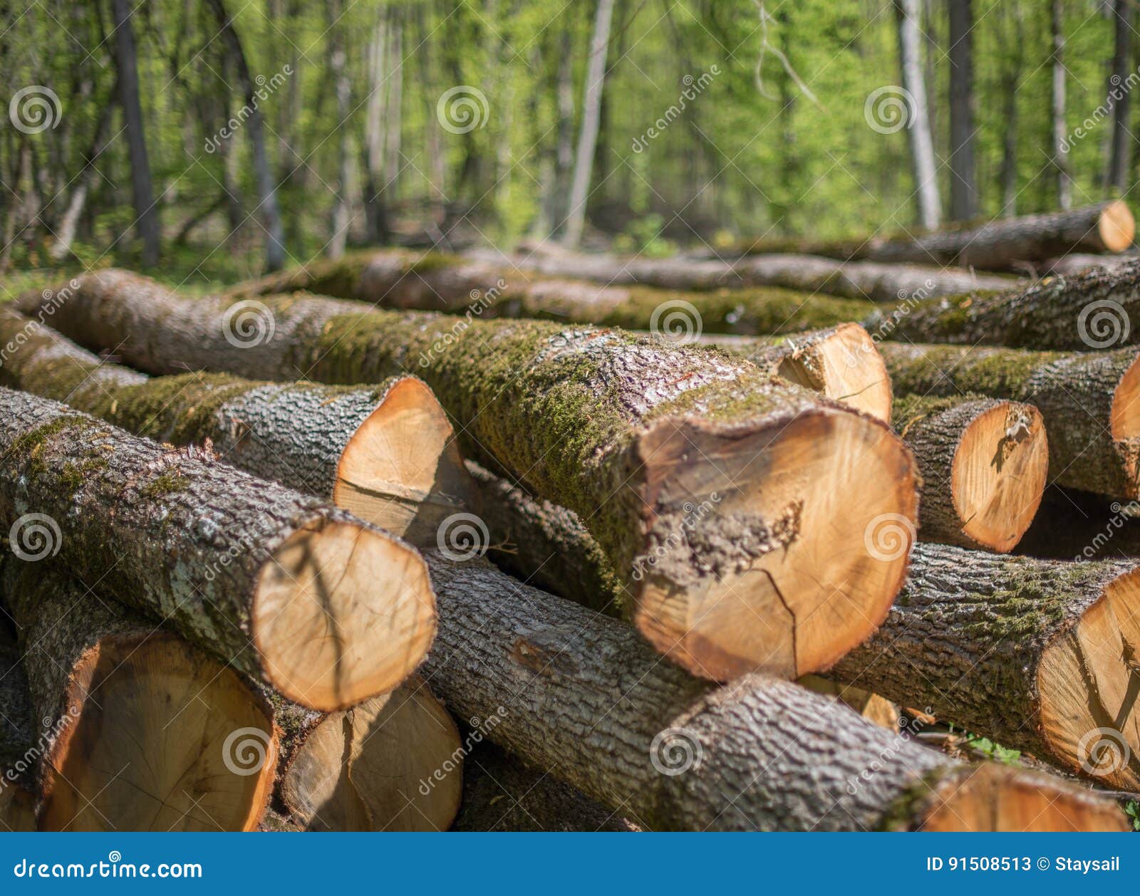 Felled Oak Trunks in the Forest Stock Image - Image of sawmill, plot ...