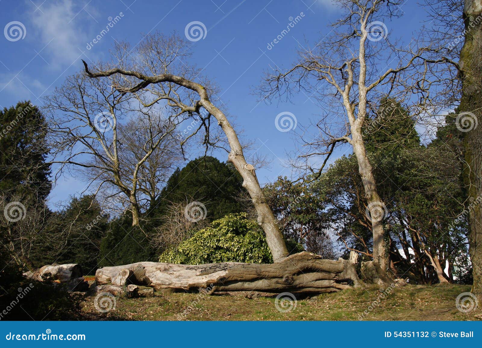 Felled old tree stock photo. Image of branch, dead, environment - 54351132