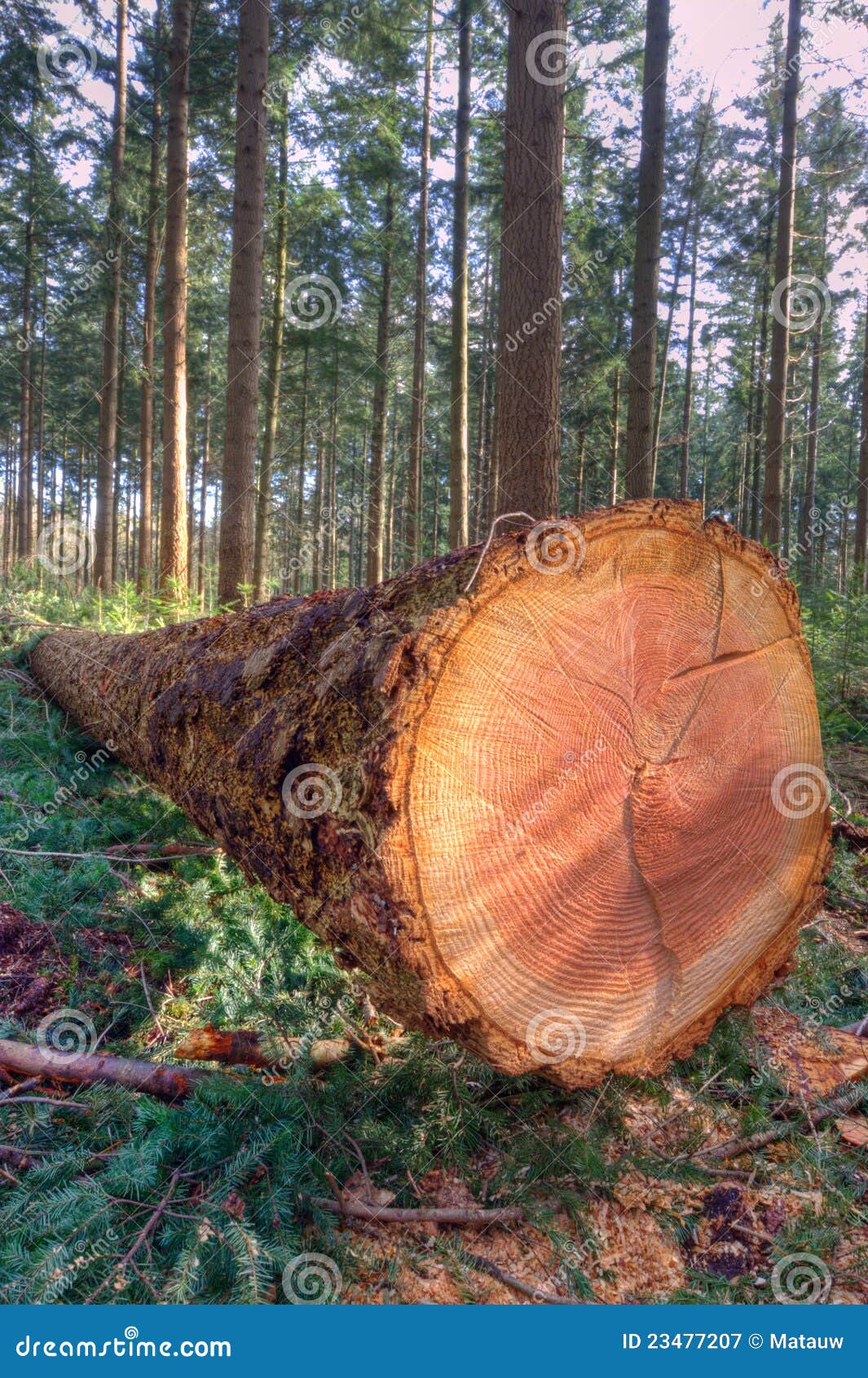 Felled pine tree stock image. Image of harvesting, woods - 23477207