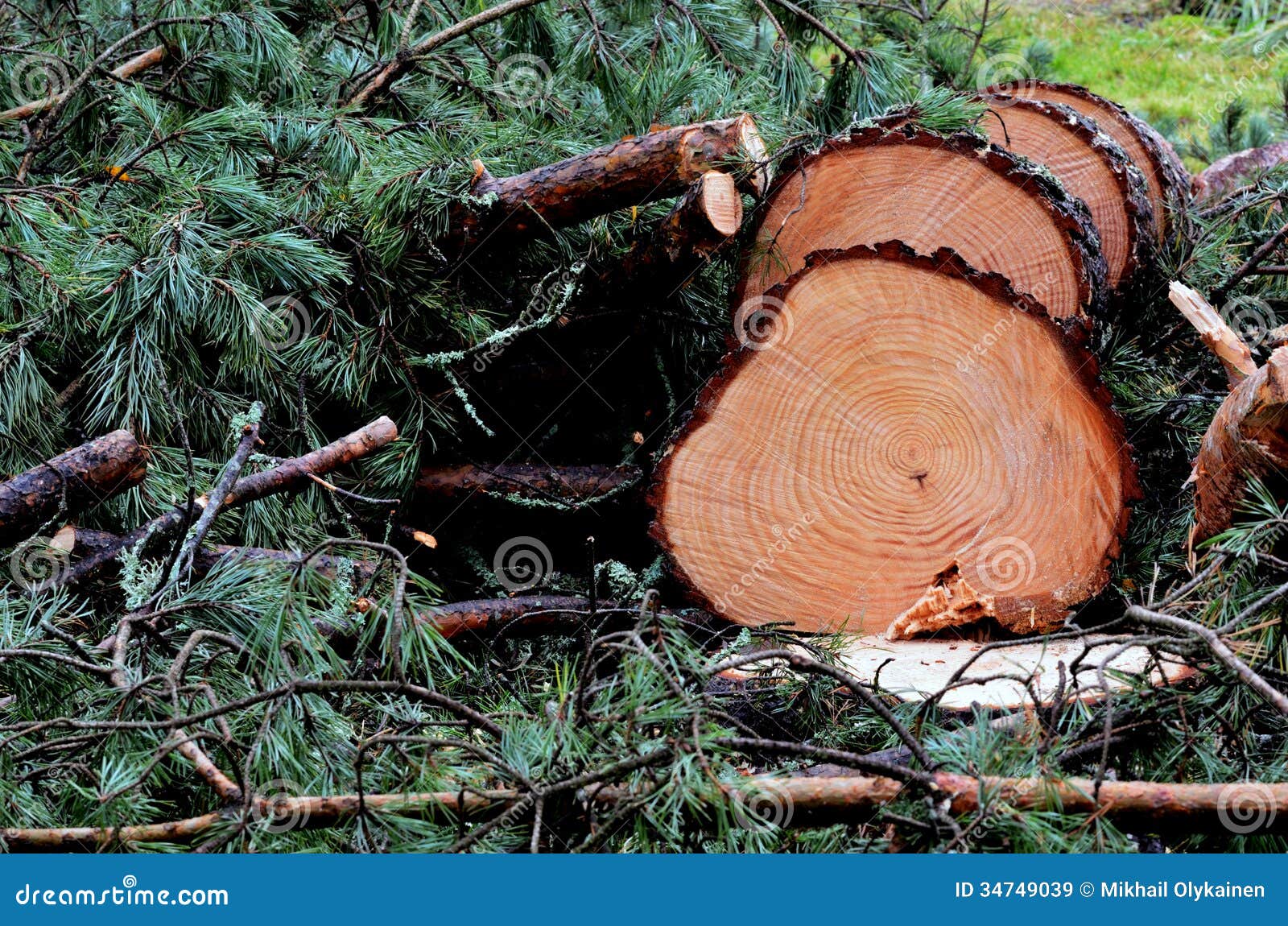 Felled Pine Tree in the Forest Stock Image - Image of roughness ...