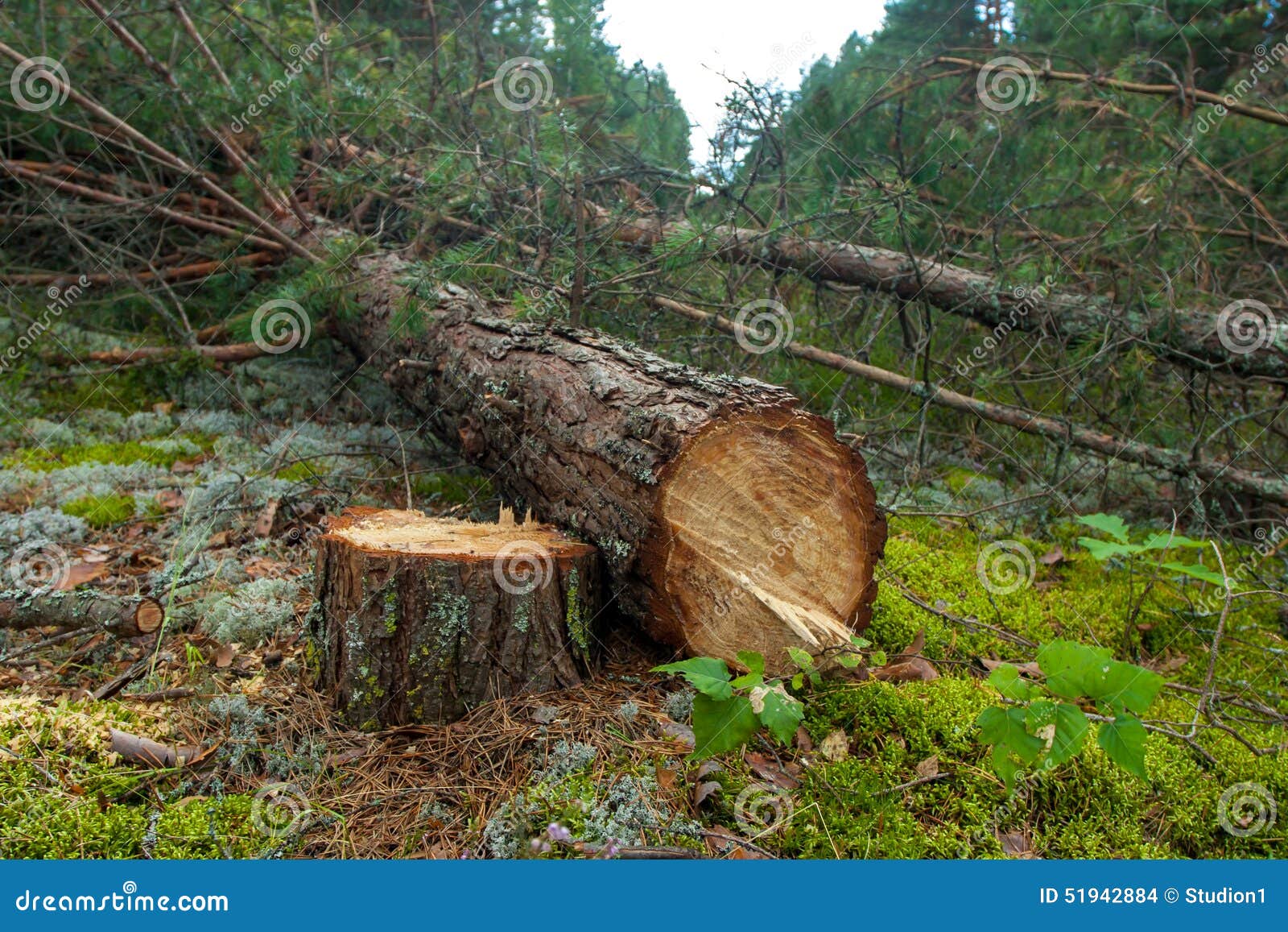 Felled a Pine Tree in the Forest Stock Photo - Image of bark ...