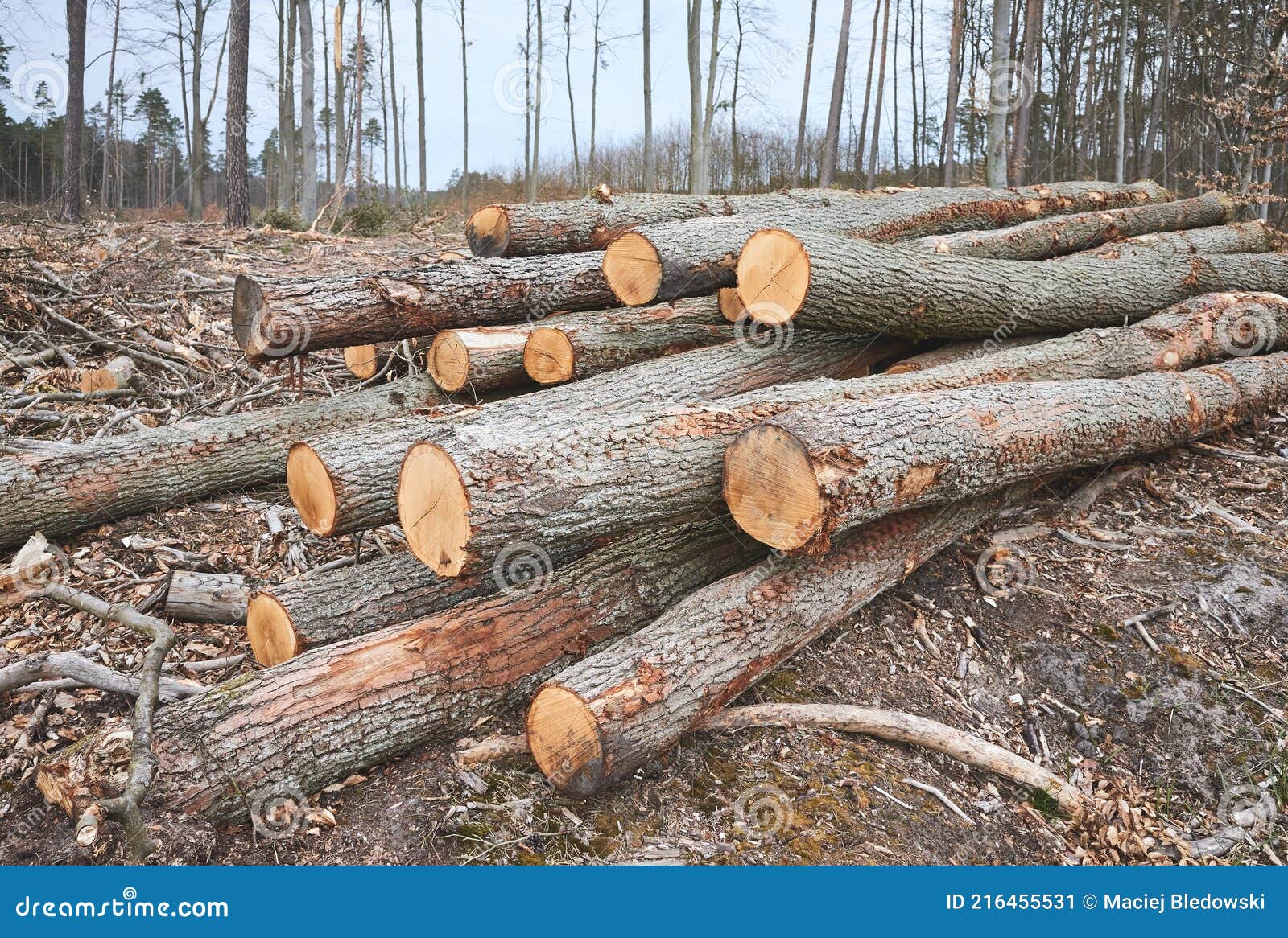 Felled Pine Tree Logs in a Forest, Deforestation Concept Picture Stock ...