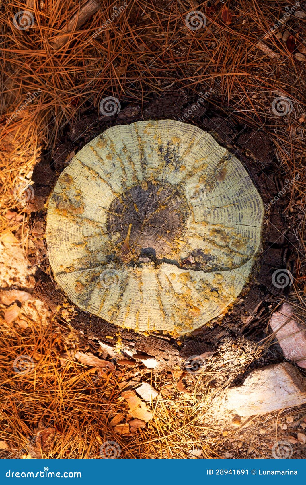 Felled Pine Tree Section Cutted Detail Stock Image - Image of lumber ...