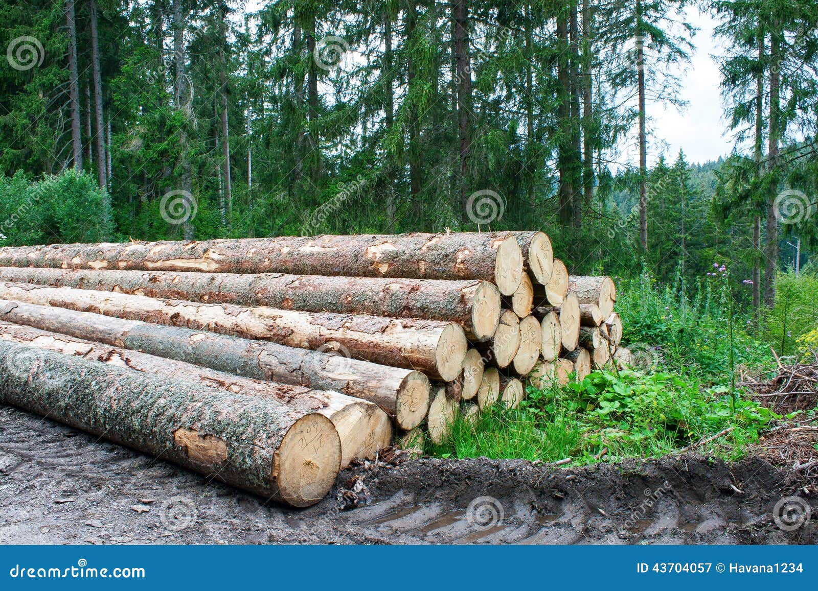 Felled Pine Tree Trunks in the Forest. Stock Image - Image of cutting ...