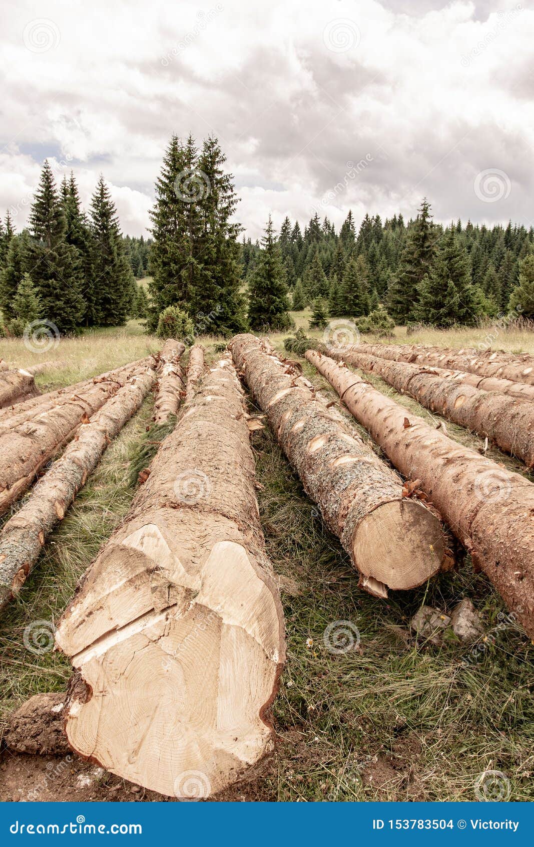 Felled Pine Trees. Deforestation Environmental Damage. Nature ...