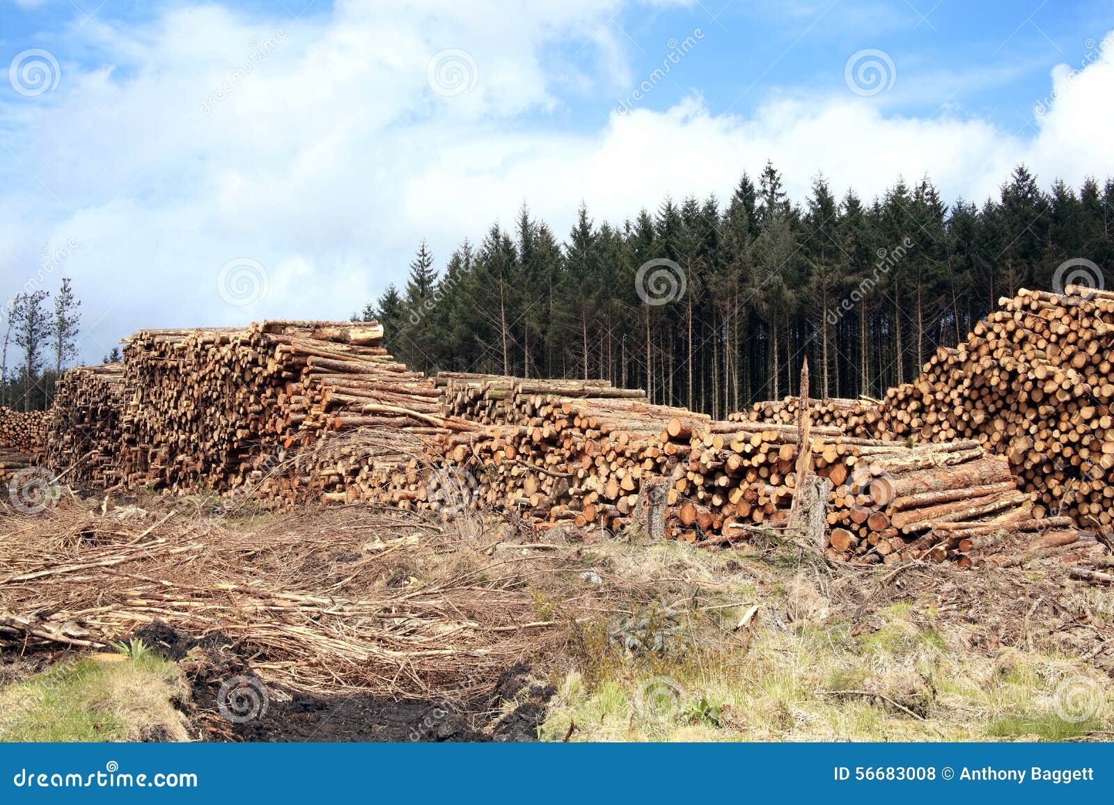 Felled pine trees stock photo. Image of outdoors, bark - 56683008