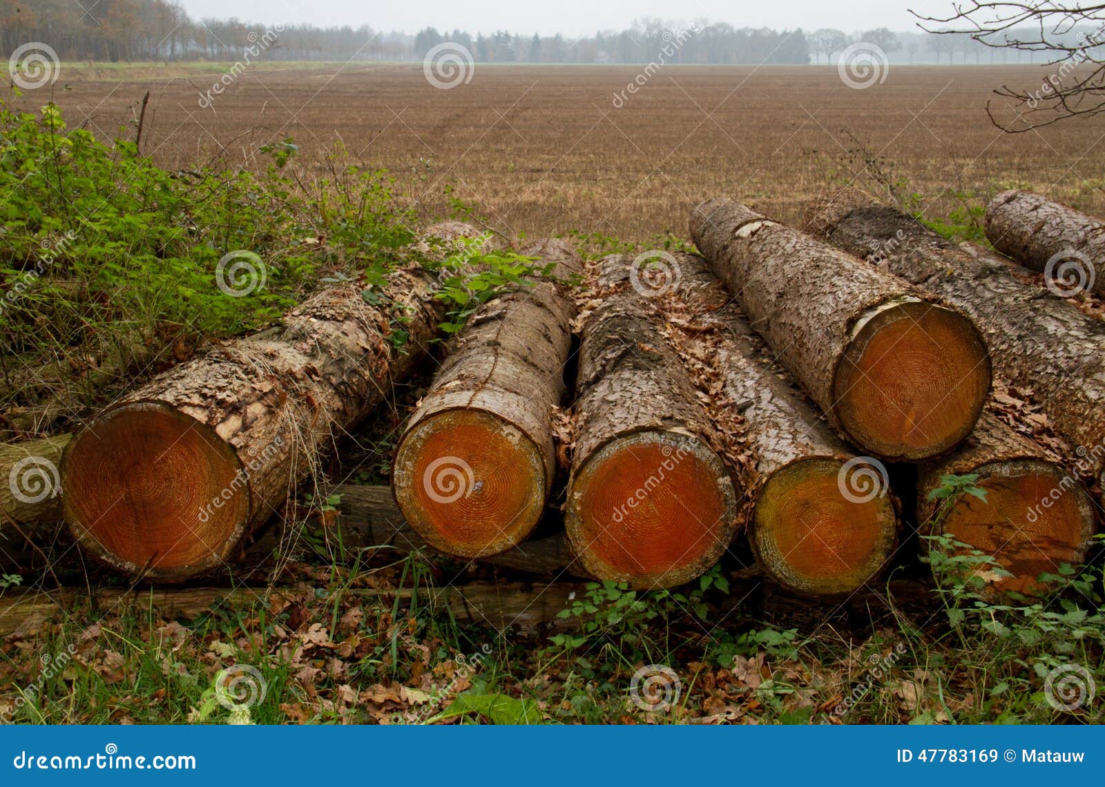 Felled pine trees stock image. Image of woodland, deforestation - 47783169