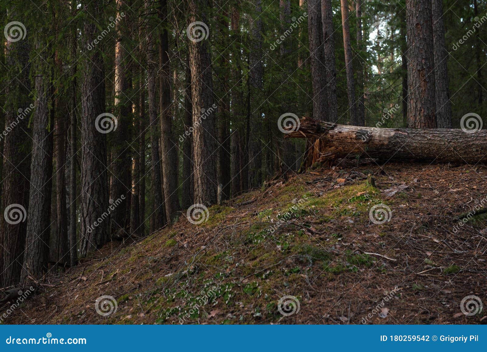 Felled Rotten Pine Tree in the Spring Forest Stock Photo - Image of ...