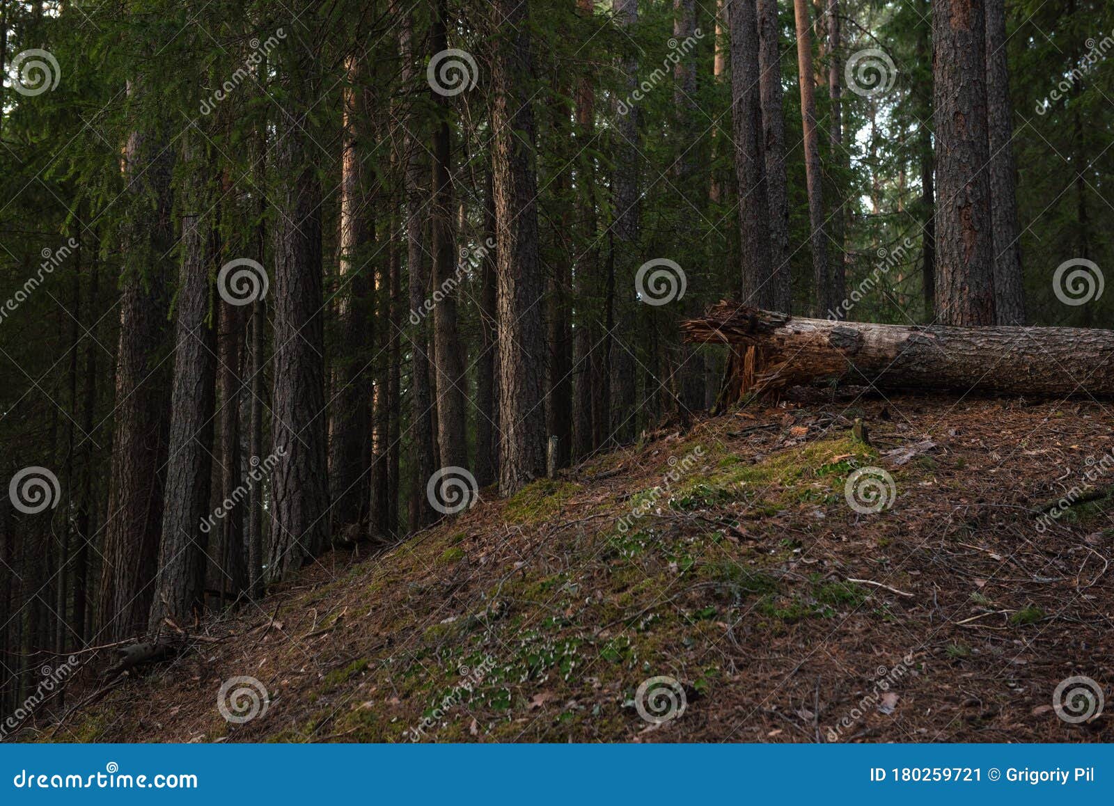 Felled Rotten Pine Tree in the Spring Forest Stock Image - Image of ...