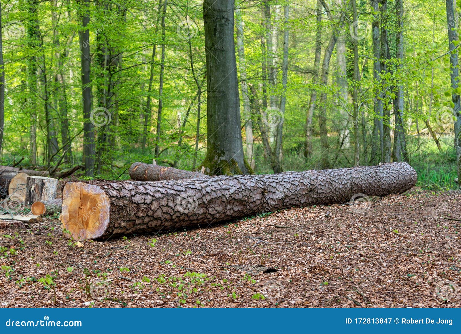 Felled Scots Pine in a Forest Stock Image - Image of pine, pinaceae ...