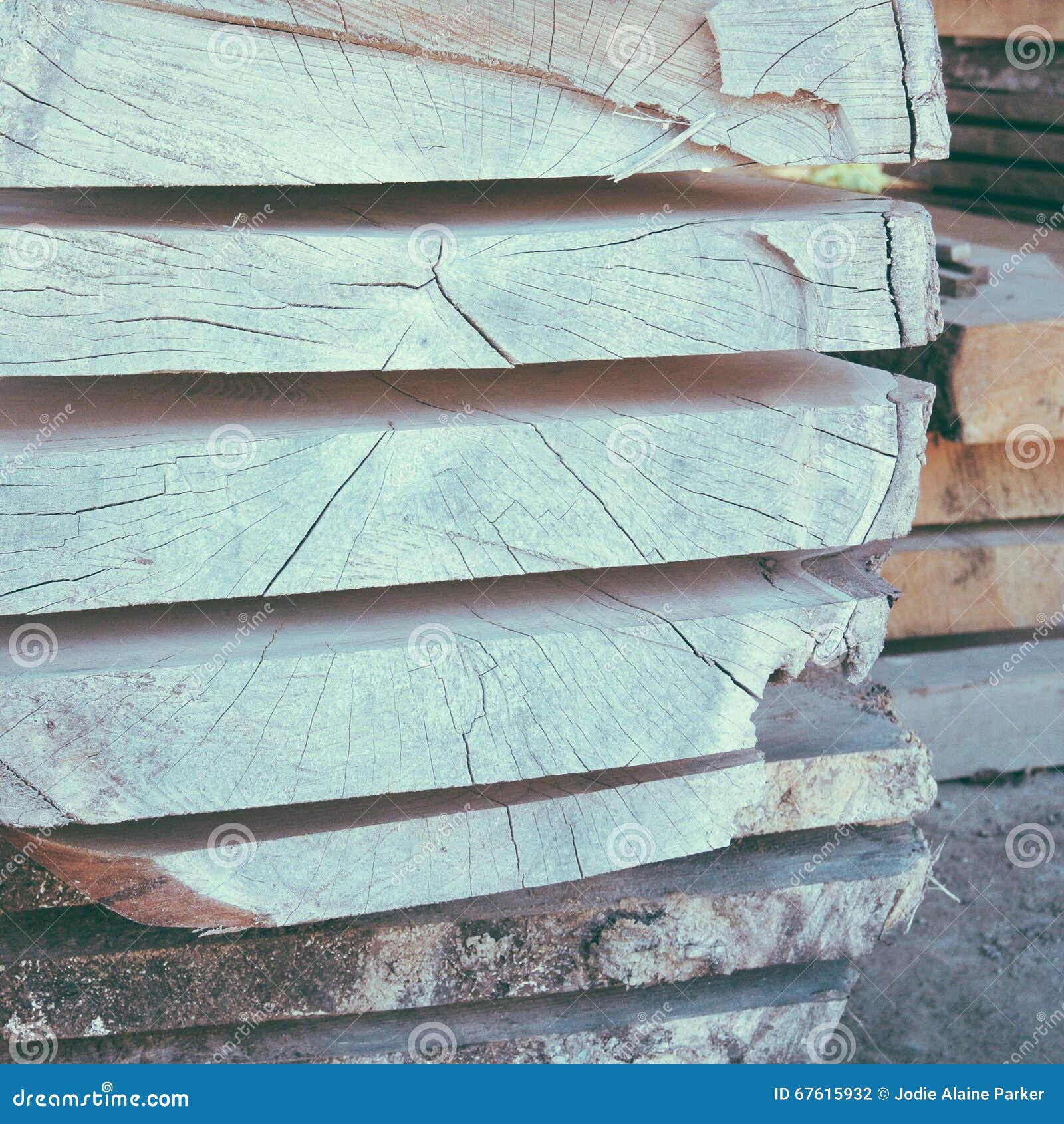 Felled and Sliced Tree Trunk Stock Photo - Image of bark, tree: 67615932