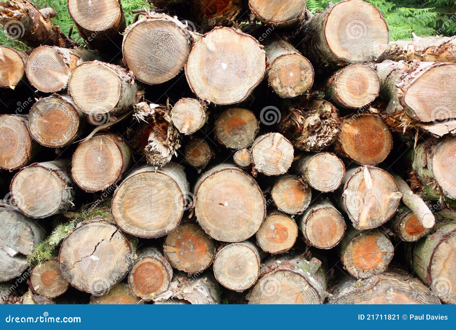 Felled and Stacked Pine Logs Stock Image - Image of pine, fresh: 21711821