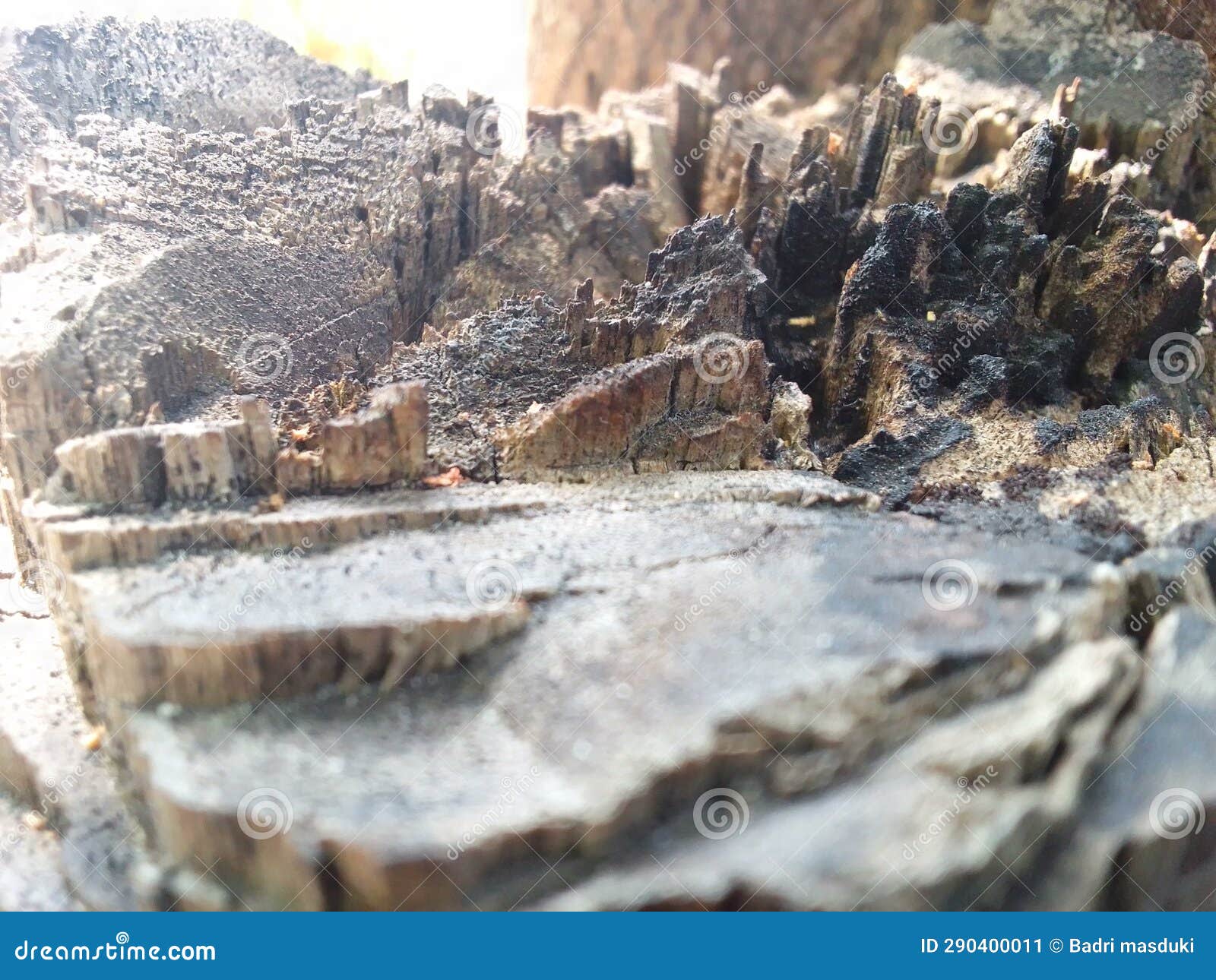 Felled teak tree stock image. Image of ecology, background - 290400011