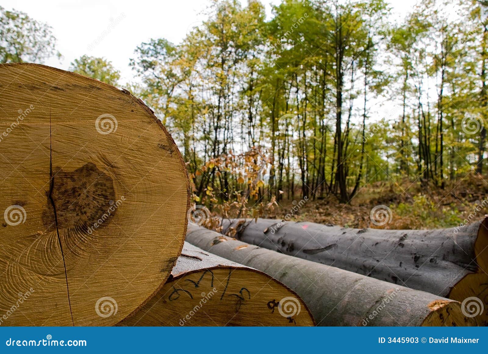 Felled timber stock image. Image of forest, bark, bright - 3445903