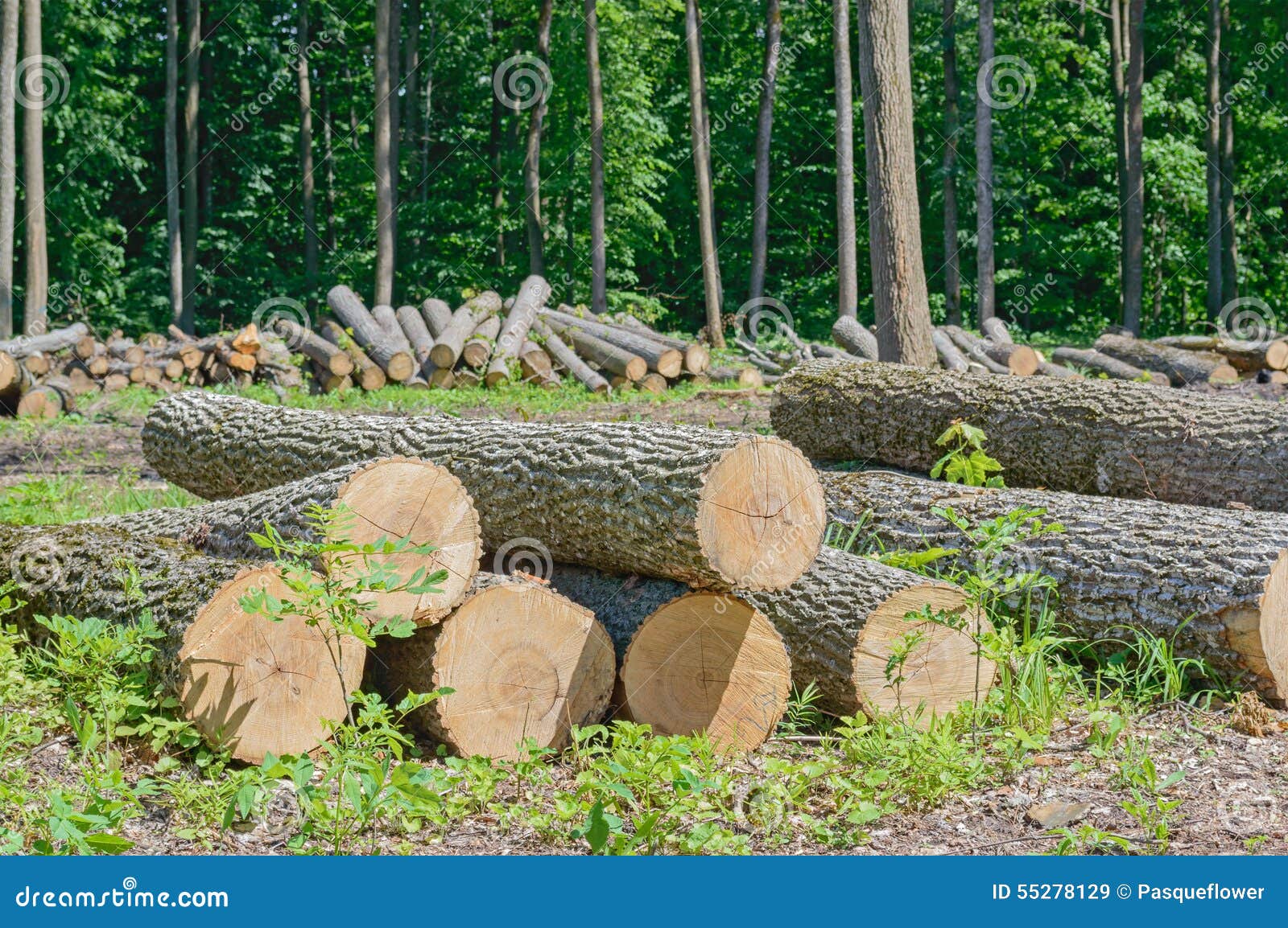Felled timber stock image. Image of trunk, nature, cutting - 55278129