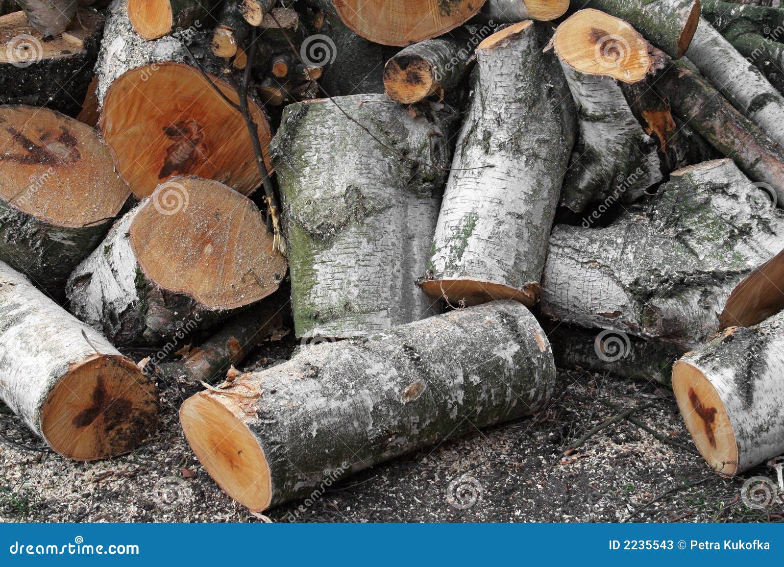 Felled tree stock image. Image of woods, felled, forestry - 2235543