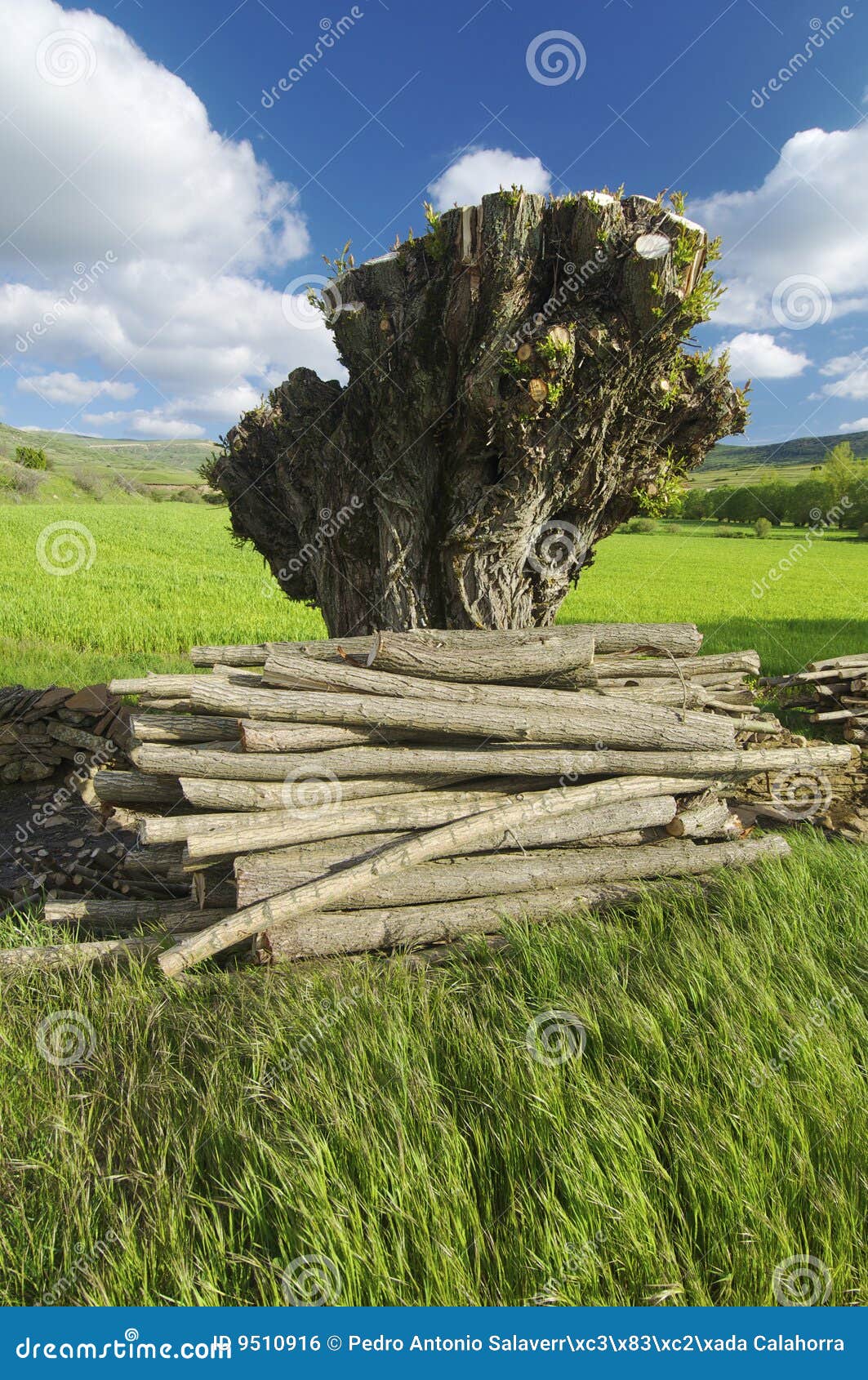 Felled tree stock photo. Image of manufacturing, burn - 9510916