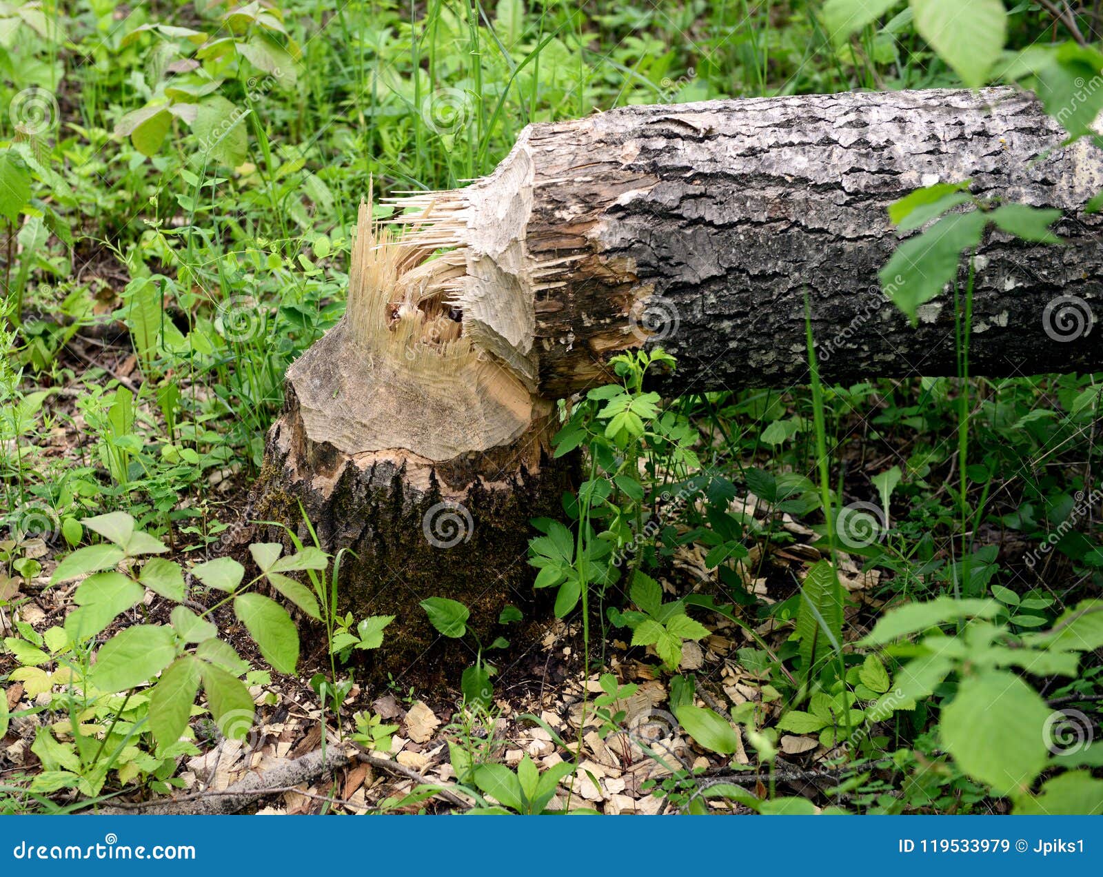 Felled tree stock image. Image of destruction, fell - 119533979