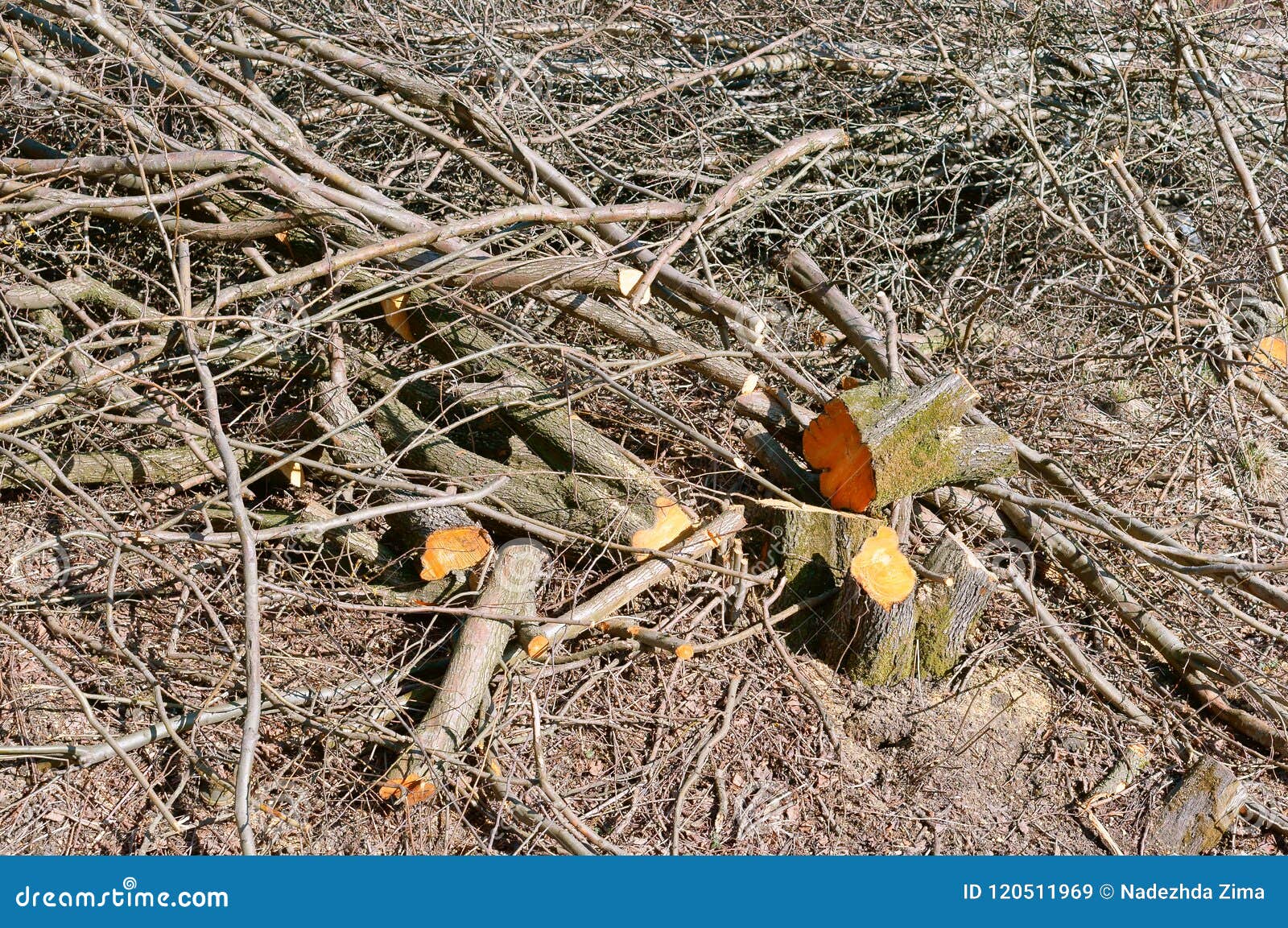 Felling, Felled Tree Branches in the Field, Felled Tree Branches ...