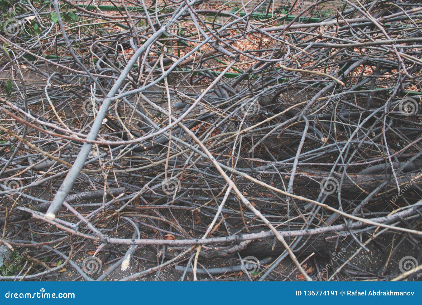 Felled Tree Branches, Felling, Felled Tree Branches in the Field ...