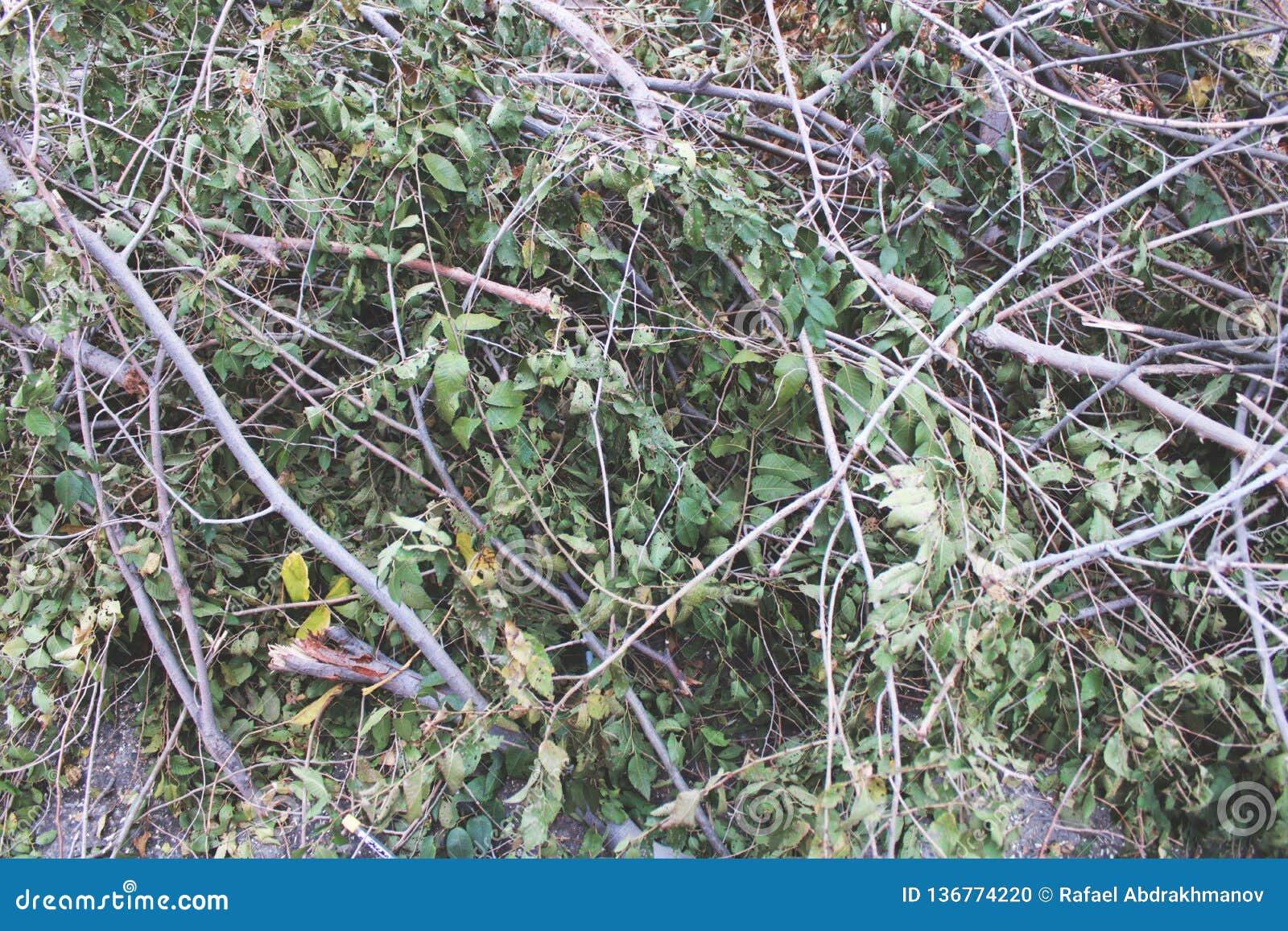 Felled Tree Branches, Felling, Felled Tree Branches in the Field ...