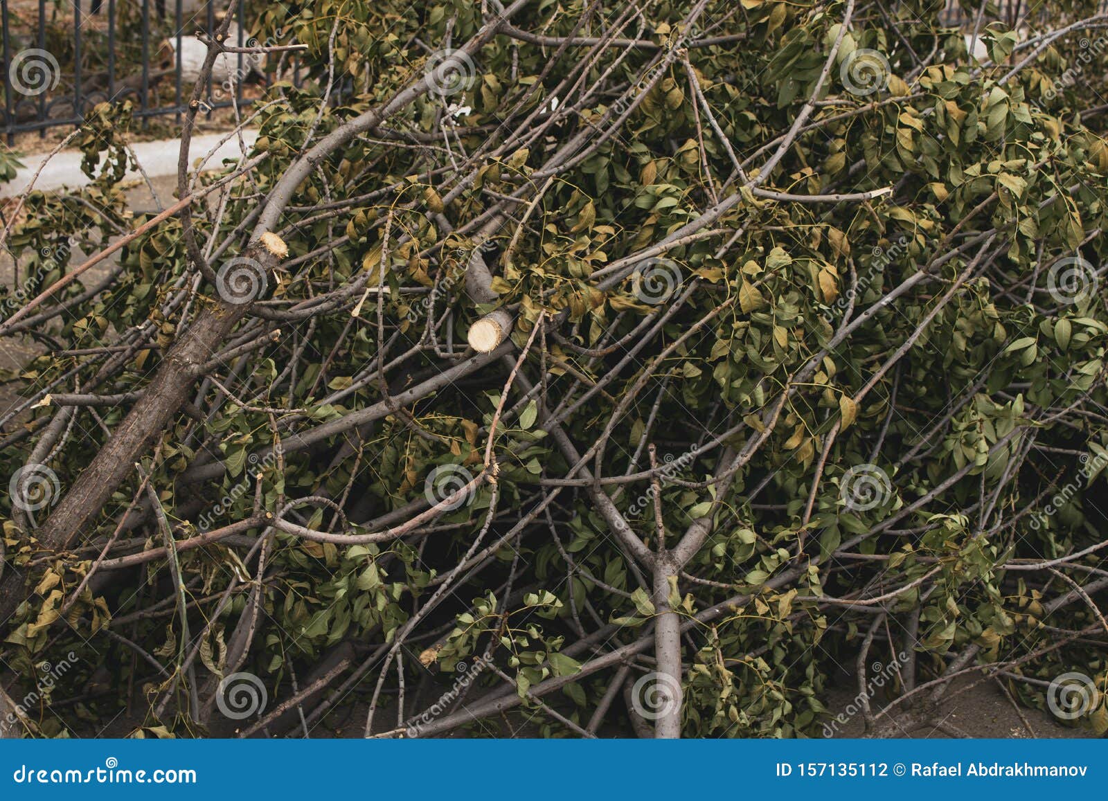 Felled Tree Branches, Felling in the Field, Deforestation Stock Photo ...