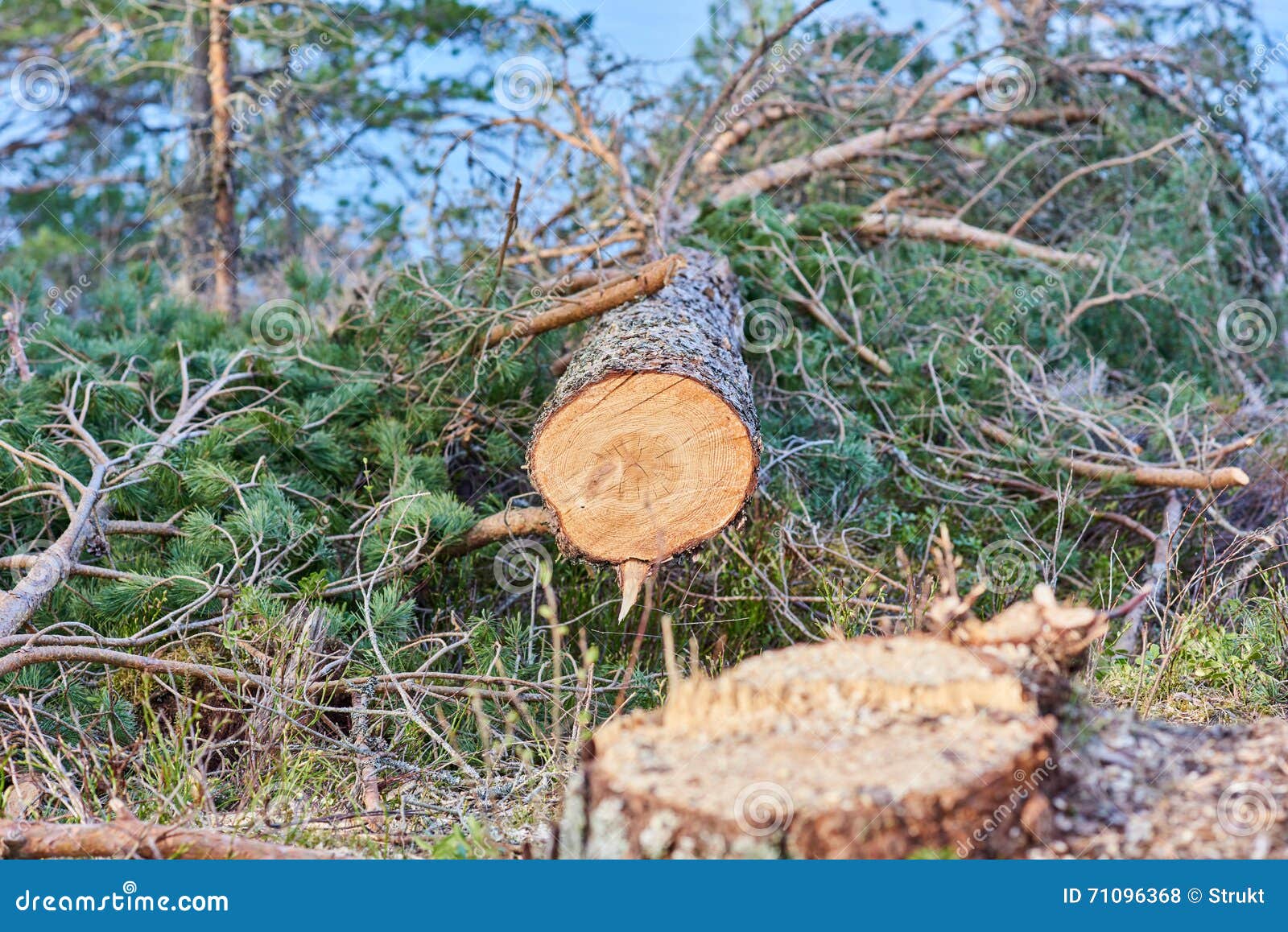 Felled Tree stock photo. Image of timber, forestry, material - 71096368