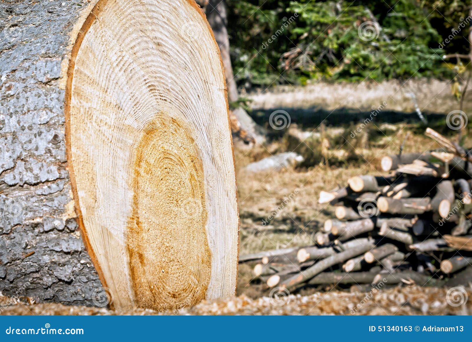 Felled tree in the forest stock image. Image of forest - 51340163