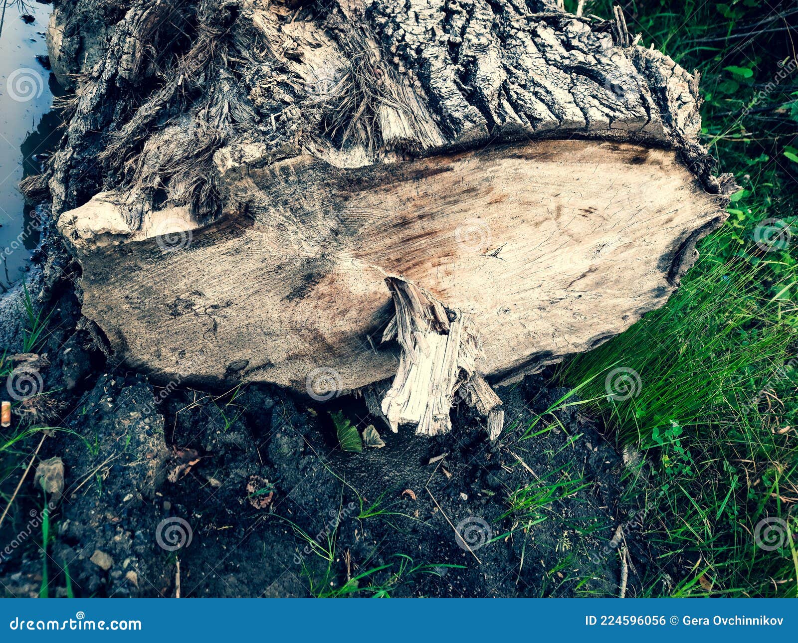 A Felled Tree in the Forest. Cross Section of the Tree Stock Photo ...