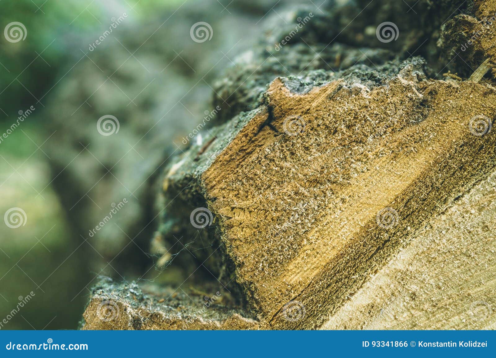 Felled tree in forest. stock photo. Image of rural, circle - 93341866
