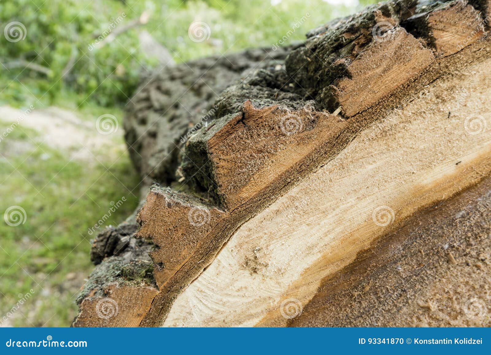 Felled tree in forest. stock photo. Image of environmental - 93341870