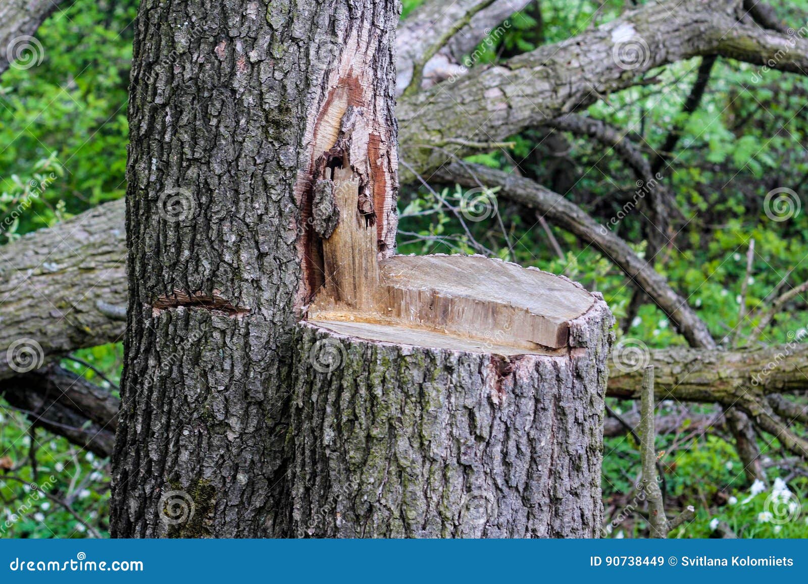 A Felled Tree in the Forest. Protection of Plants. Stock Image - Image ...