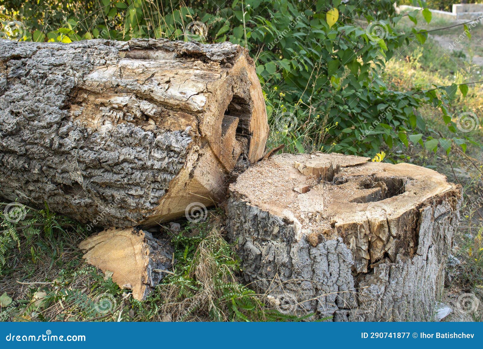 Felled tree in the forest. stock image. Image of ecology - 290741877