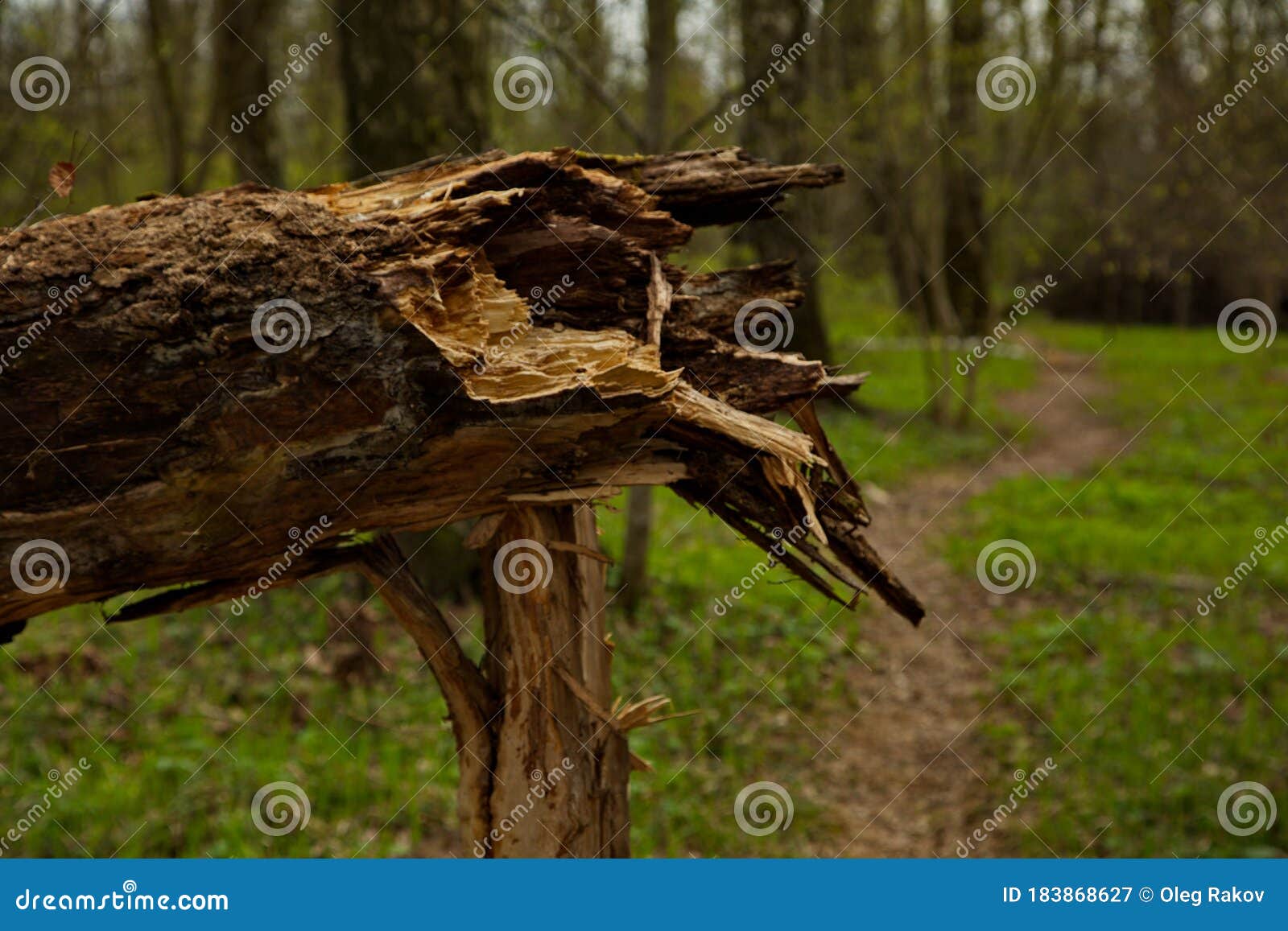 Felled Tree on a Forest Trail. Stock Image - Image of grass, green ...