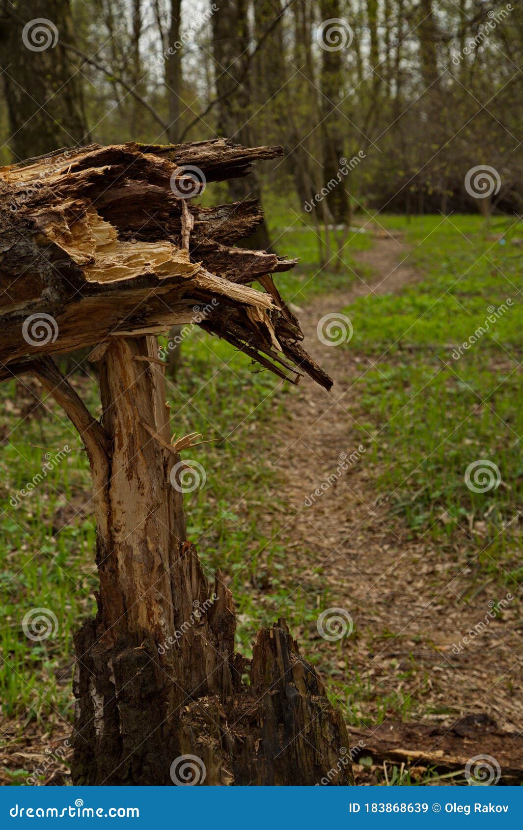 Felled Tree on a Forest Trail. Stock Image - Image of russia, wood ...