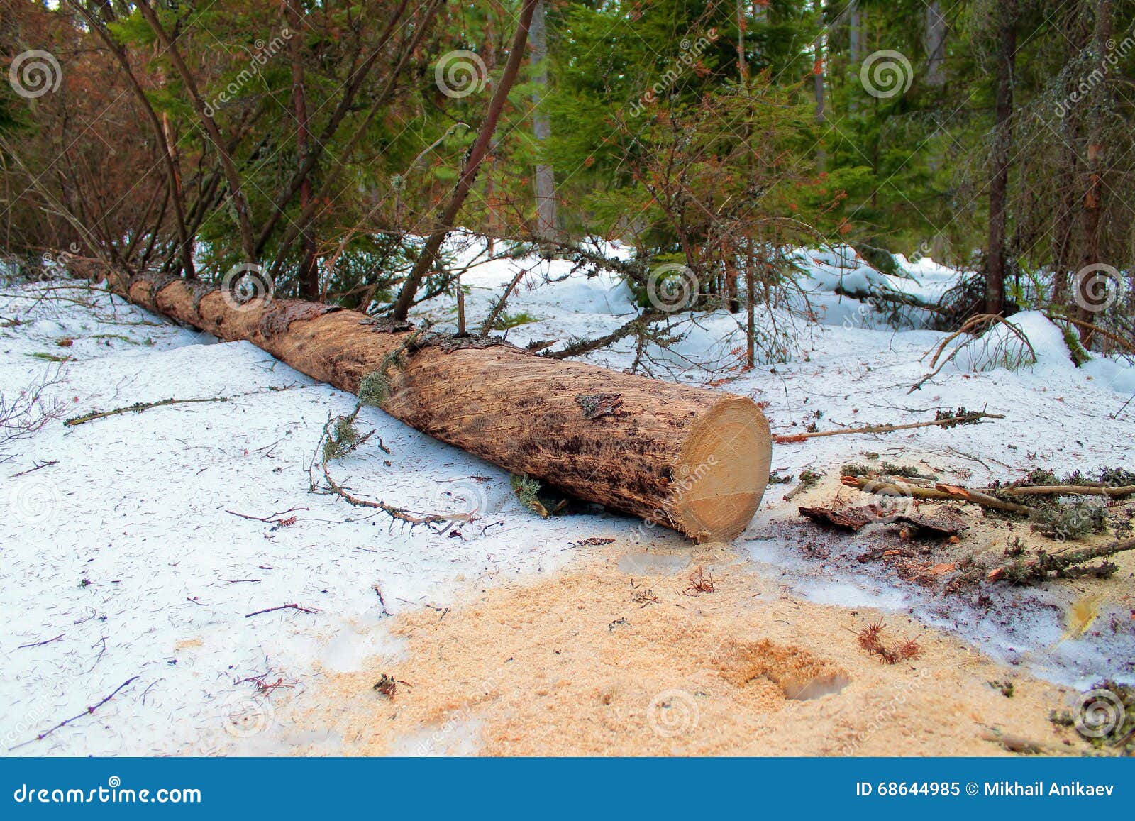 Felled tree in the forest stock image. Image of natural - 68644985