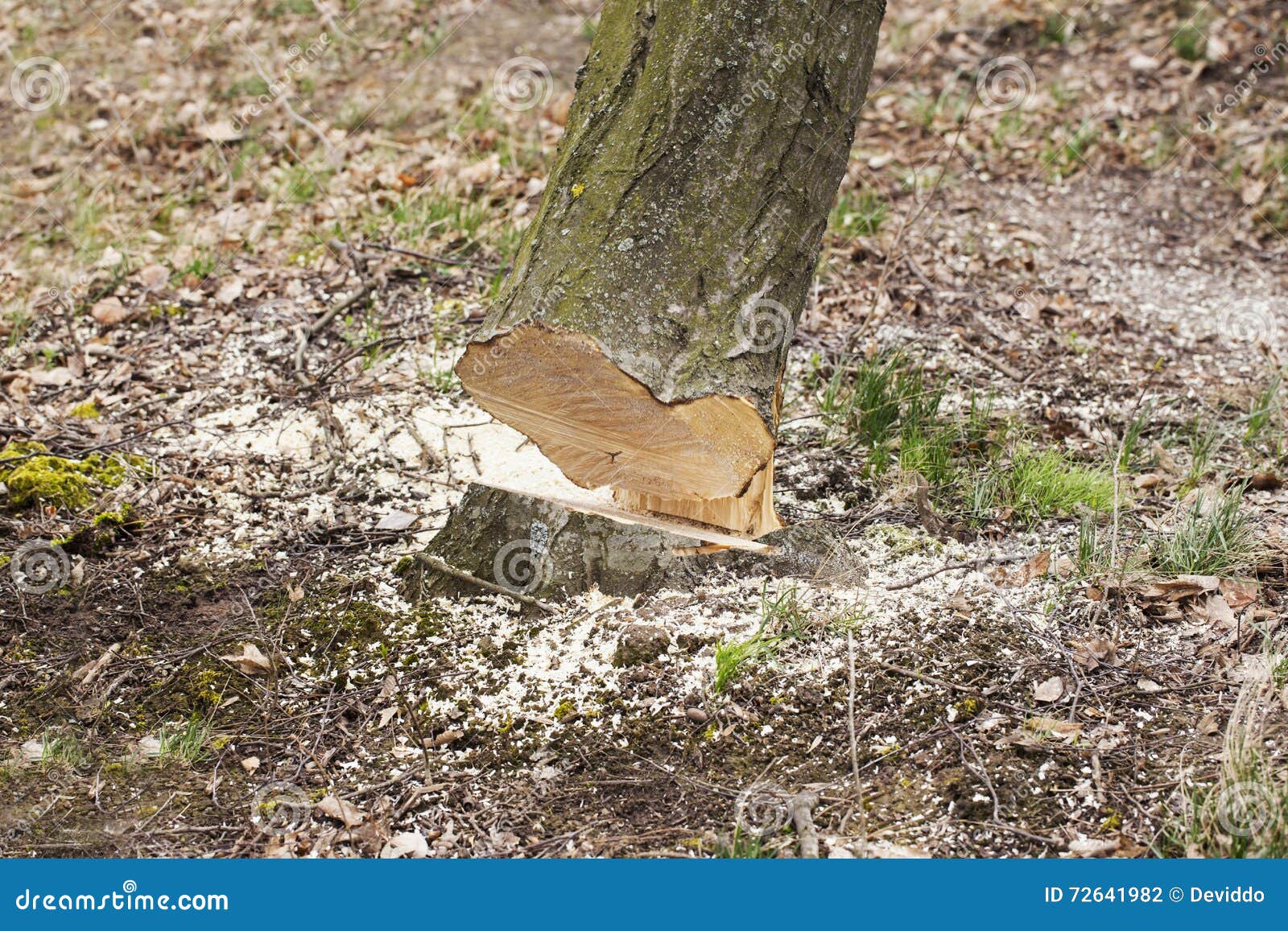 The felled tree stock photo. Image of household, industry - 72641982