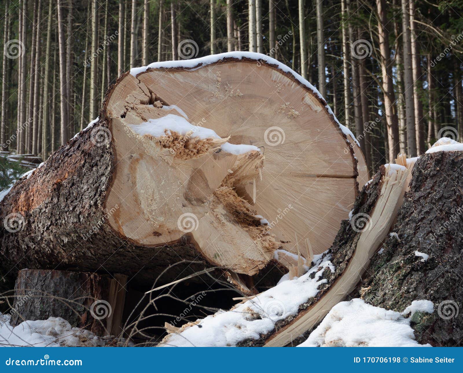 Felled Tree with Snow in Winter Stock Photo - Image of closeup, rural ...