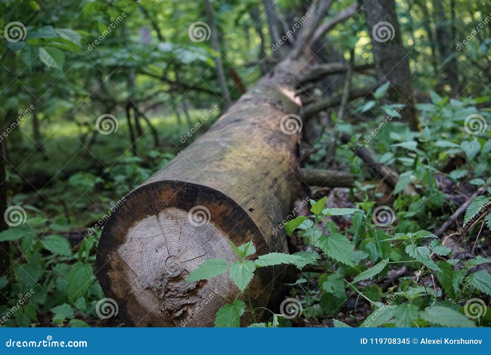 Felled tree in the forest stock image. Image of axeman - 119708345