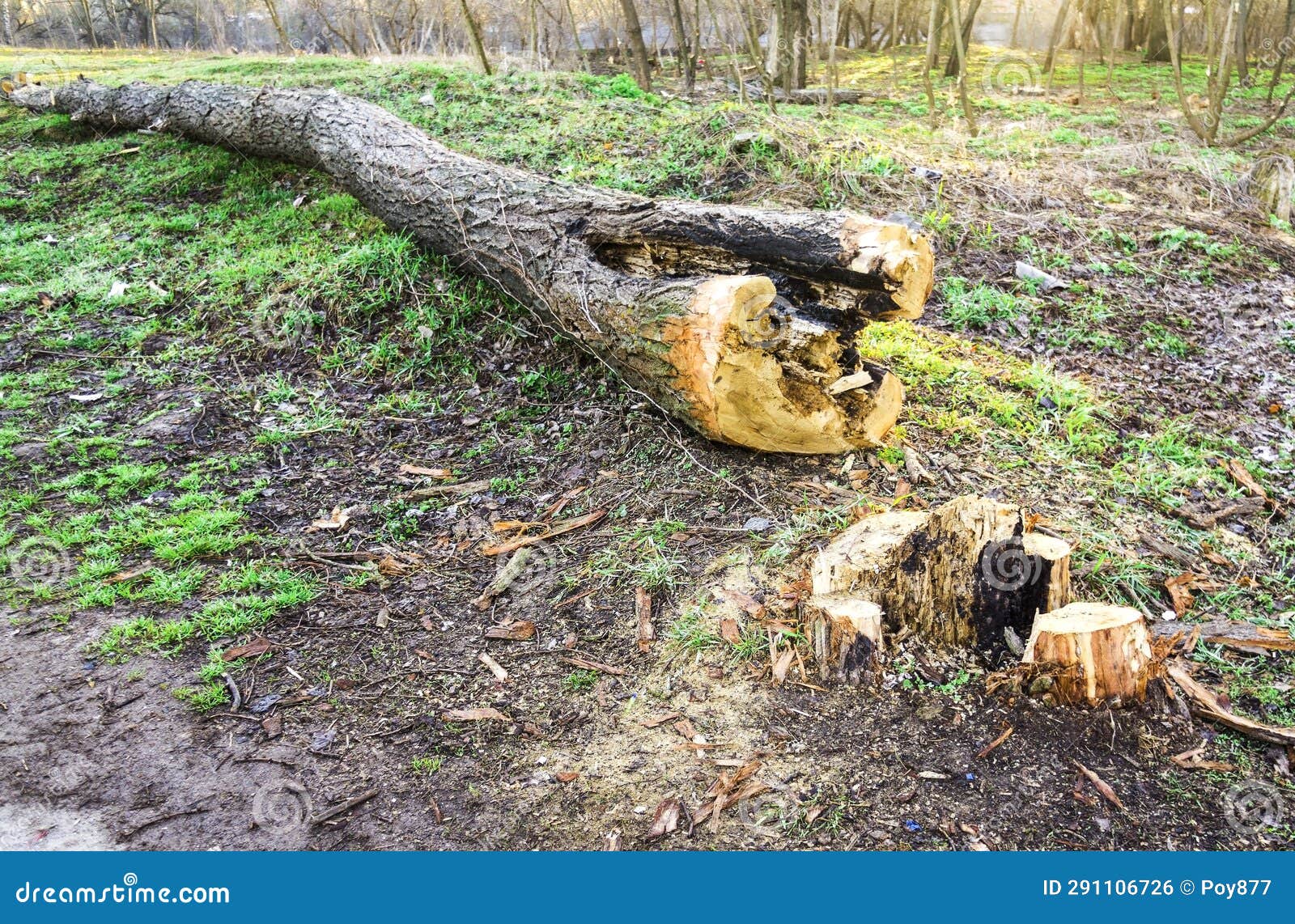 The Felled Tree. Tree Log on the Ground Stock Photo - Image of stump ...