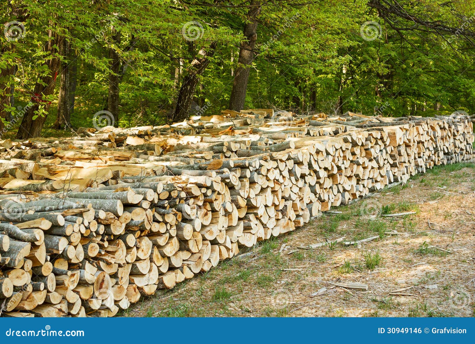 Felled tree stock photo. Image of pattern, branch, industry - 30949146