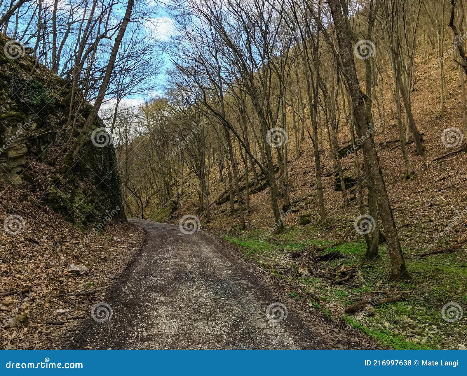 Felled Tree Lying in the Forest Stock Photo - Image of dead, green ...